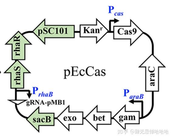 文献讲解-采用pEcCas/pEcgRNA系统实现大肠杆菌的靶向敲除 - 知乎