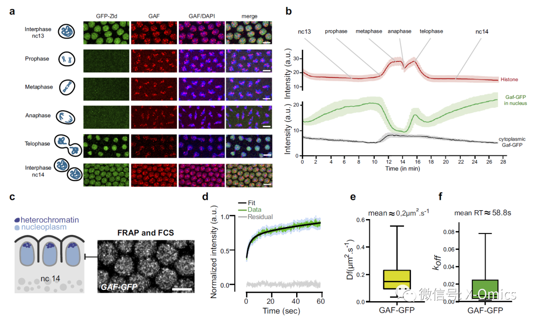 Nature Commu | 通过稳定的有丝分裂“书签”控制转录记忆 - 知乎