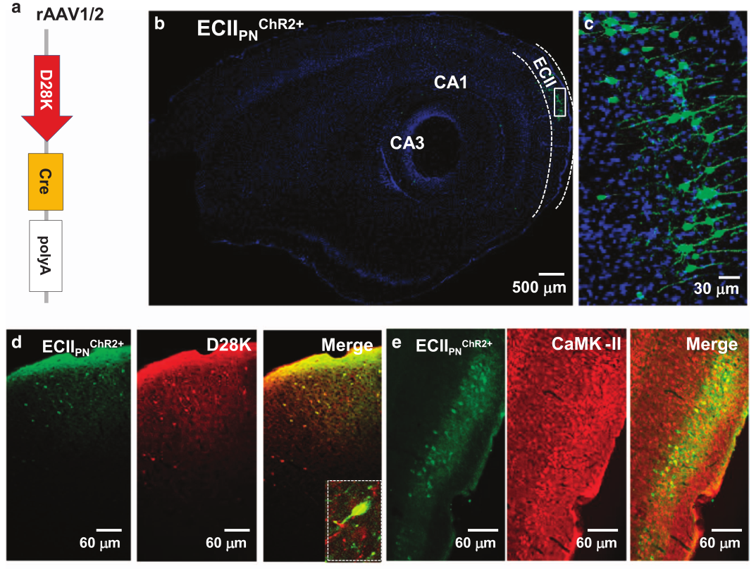 【文献解读】内嗅皮层到CA1的突触功能损伤导致AD小鼠认知障碍新机制 - 知乎