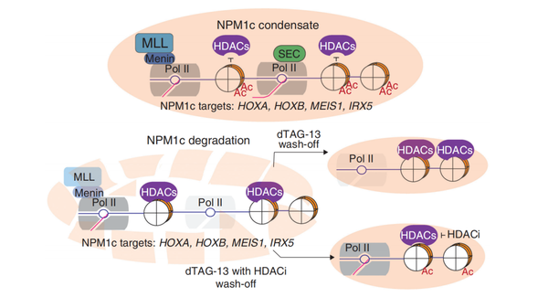 发现 NPM1 突变蛋白诱导急性髓系白血病新机制，计划开发小分子靶向药物，有望实现精准治疗｜专访德克萨斯大学张笑天 - 知乎