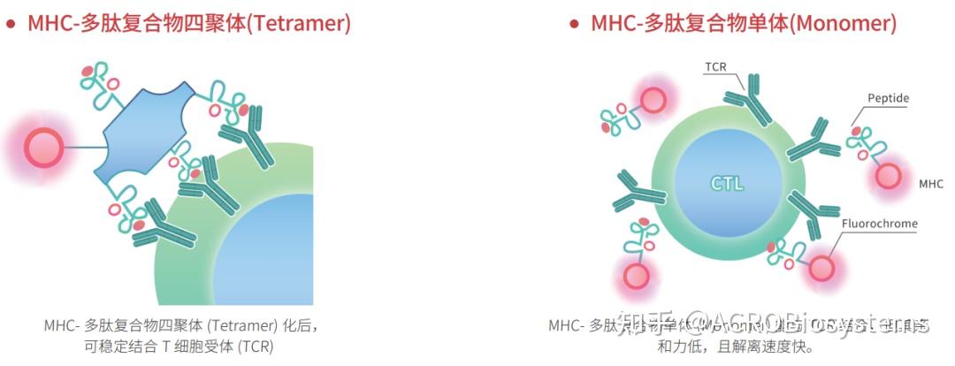 特色新品—MHC-多肽复合物四聚体Tetramer ! - 知乎