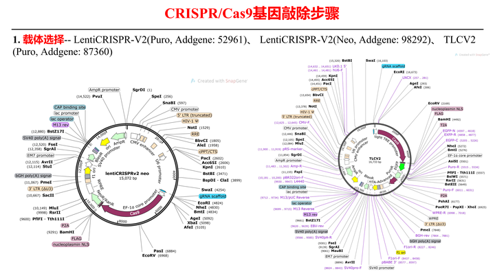 CRISPR/Cas9基因敲除实验步骤及注意事项 - 知乎
