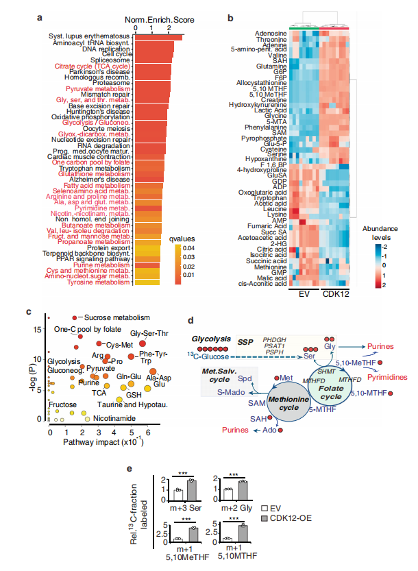 Nat Commun | 转录组+代谢组解析经典靶点CDK12致癌机制 - 知乎