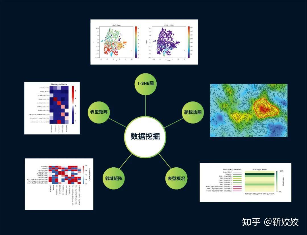 Visiopharm AI驱动多重免疫荧光表型分析：在空间环境中捕捉细胞多样性 - 知乎