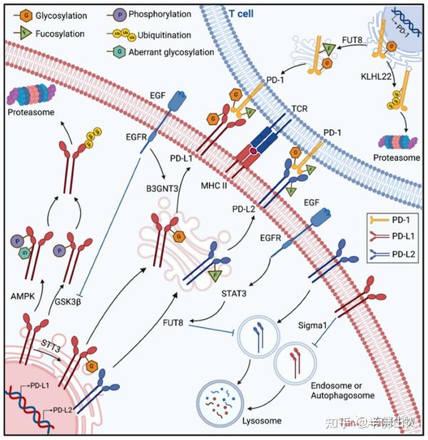 免疫检查点的糖基化及其在肿瘤中的应用 - 知乎