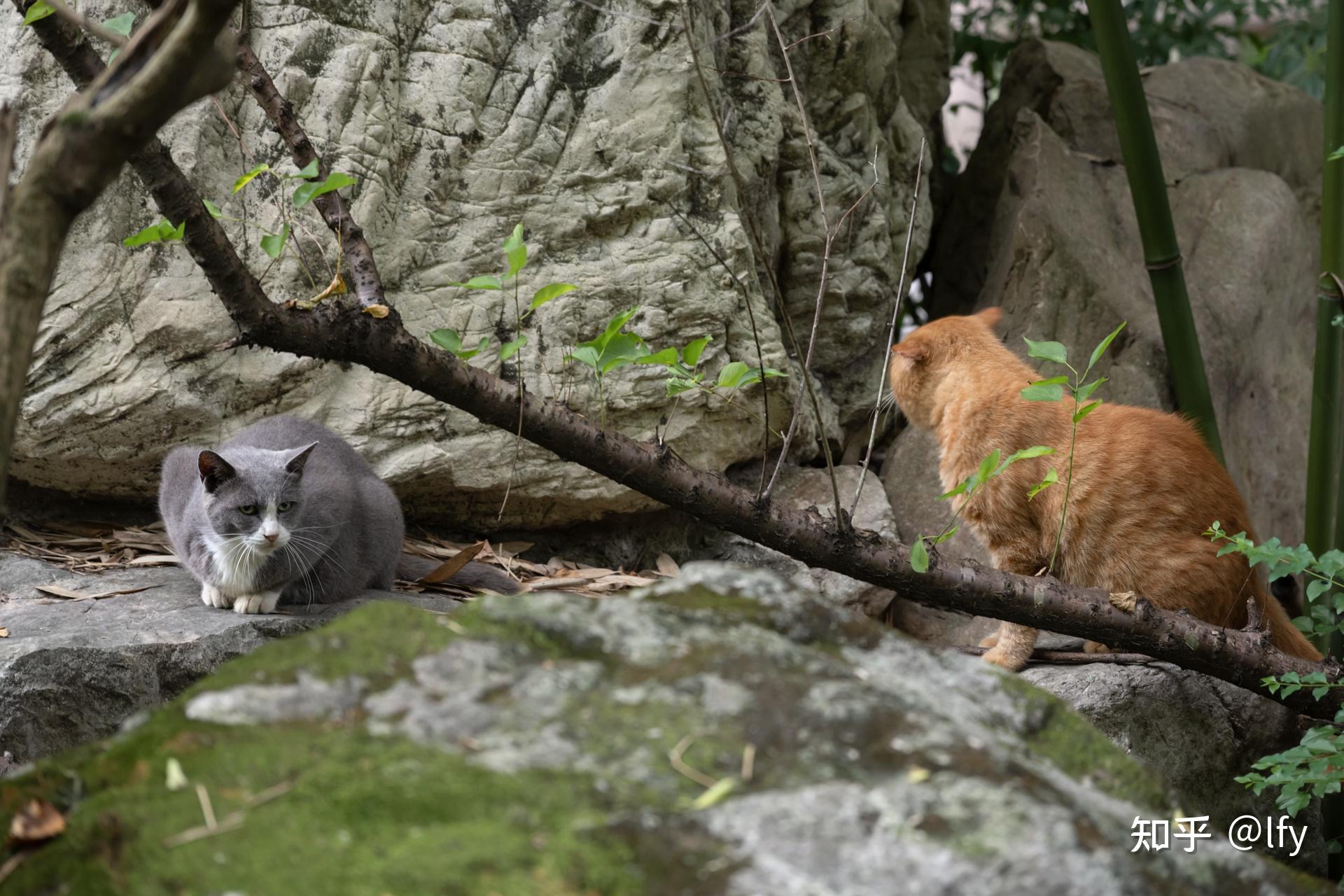 个人用，只拍照，主拍风景，星空，a7c2和a7r3a怎么选？ - 知乎