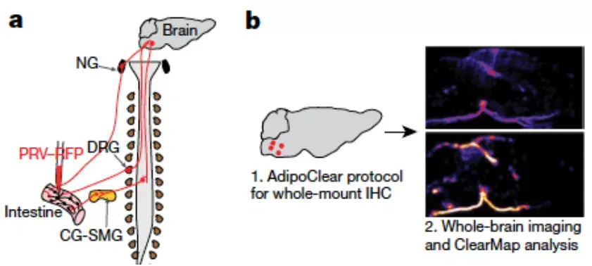 Nature | 脑肠轴的又一新证据——肠道菌调控交感神经节活动性 - 知乎