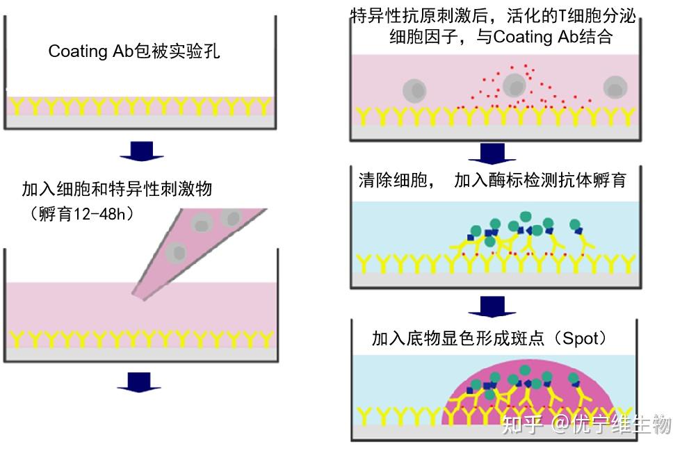单细胞分泌因子检测？ELISPOT技术来啦 - 知乎