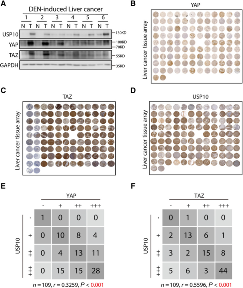 USP10通过去泛素化和稳定YAP/TAZ促进肝细胞癌的增殖 - 知乎