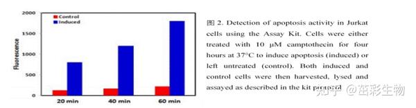 常用的细胞凋亡检测方法 - 知乎