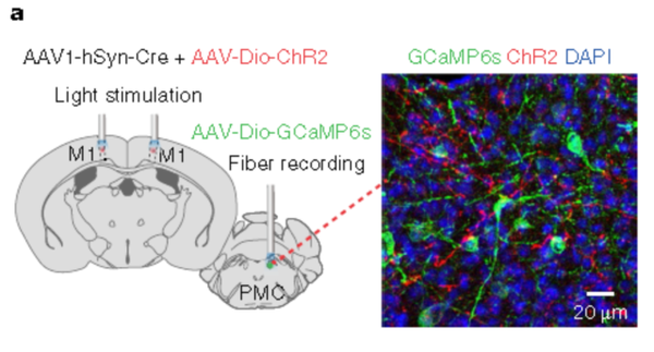 钙成像实验怎么操作？钙成像技术应用案例 - 知乎