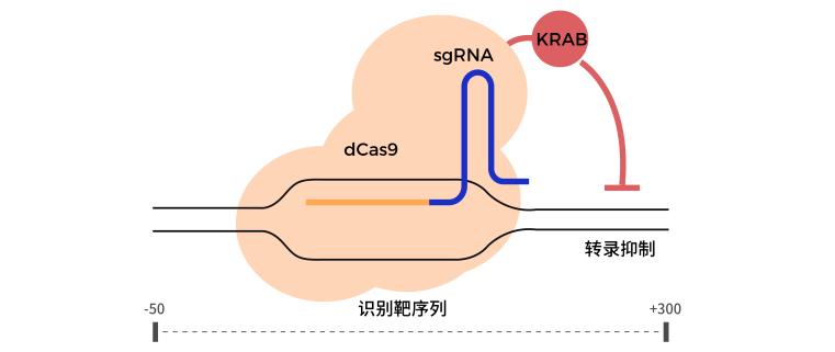 sgRNA文库，精准靶向，高效编辑！ - 知乎