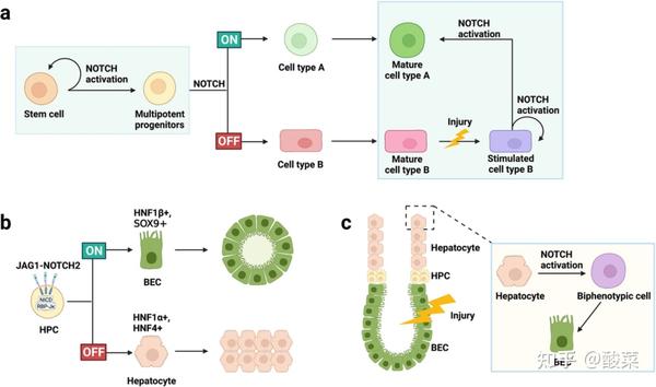 华中科技大学课题组在38分的STTT发表超重磅综述，带你详解这一经典热门通路！ - 知乎