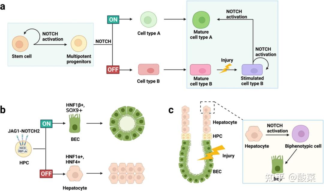 华中科技大学课题组在38分的STTT发表超重磅综述，带你详解这一经典热门通路！ - 知乎
