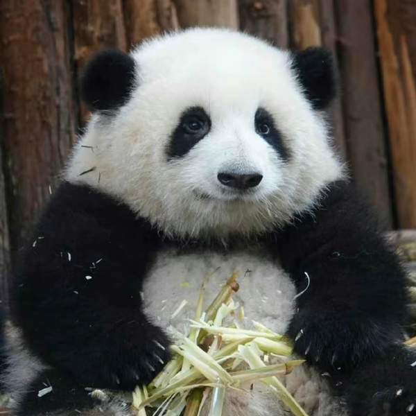 今日表情包 熊猫花花 - 知乎