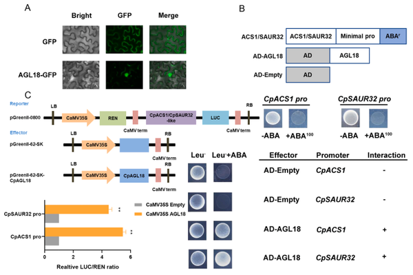项目文章 | IF>6! ATAC-seq联合RNA-seq揭示转录因子AGL18通过乙烯-生长素交互作用调控番木瓜成熟 - 知乎
