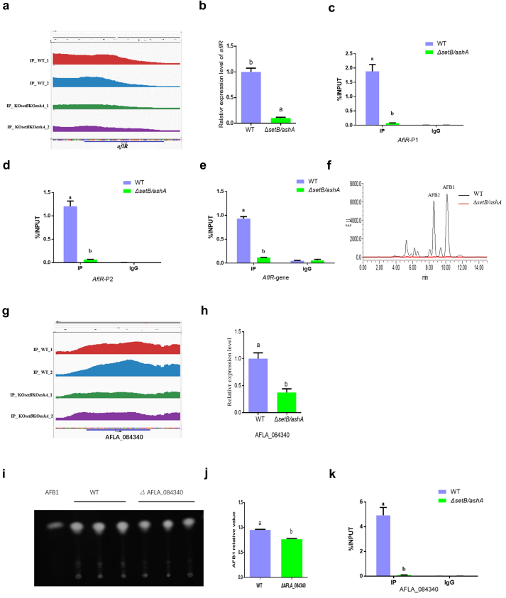 项目文章 | ChIP-seq揭示Set2家族通过H3K36甲基化调控病原真菌黄曲霉的真菌毒素代谢和毒力 - 知乎
