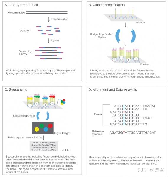 [软件使用 1] cutadapt使用指南 - 知乎