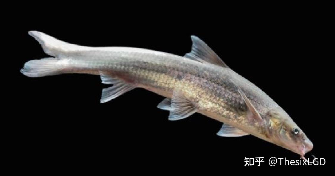 南京地区原生鱼虾等资源整理 - 知乎