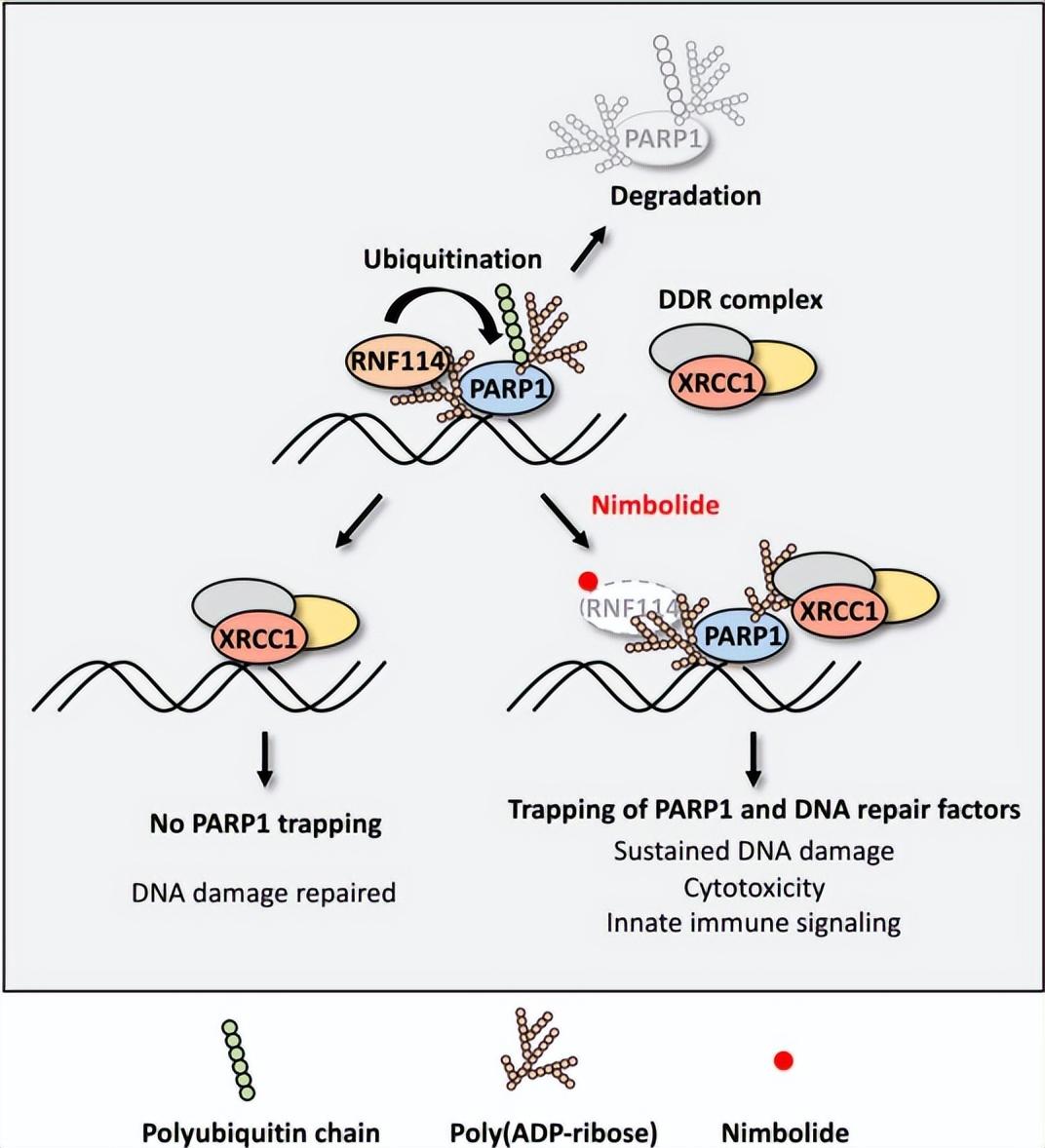 科学家揭示PARP1捕获分子机理，为下一代PARP1靶向治疗药物奠定基础 - 知乎