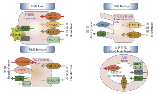捷报：IPHASE成功研发转运体OATP1B1/3、OAT1/3、OCT2、MATE1、MATE2-K、P-gp和BCRP！ - 知乎