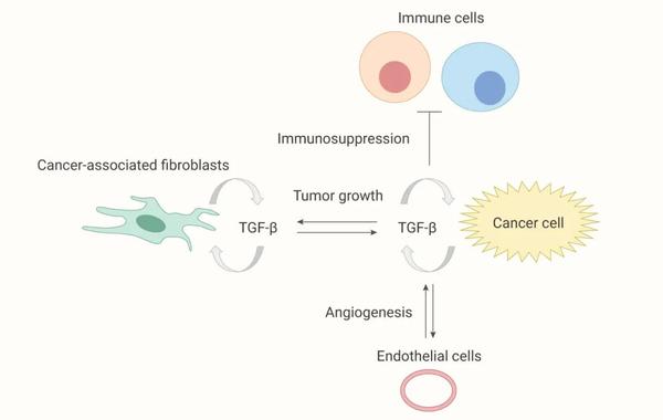 靶向 TGF-β 信号通路 | MedChemExpress - 知乎