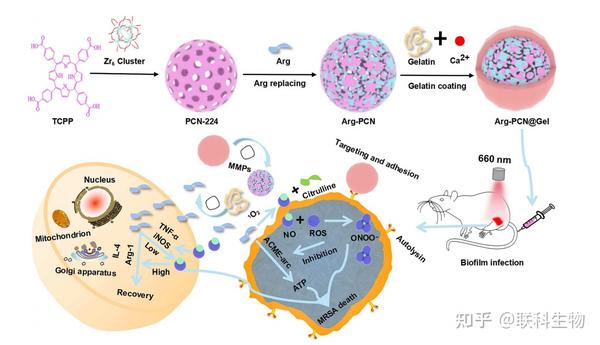 论文分享 | 新发现！一种在MRSA生物被膜的高效精准治疗复合纳米系统 - 知乎