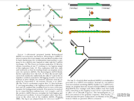 【菌周刊】菌种建库篇|大肠杆菌Red同源重组原理 - 知乎