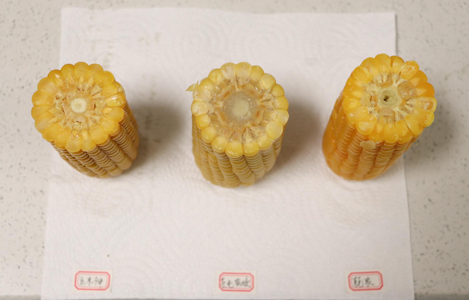 玉米怎么选?三款糯玉米评测分享:自费150多购入,香甜软糯才是最爱 知乎