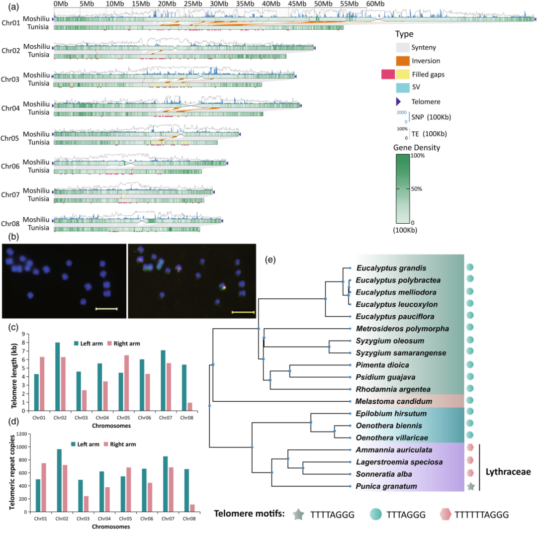 水果T2T基因组三连发 | 跟随PBJ探究水果T2T基因组发文思路 - 知乎