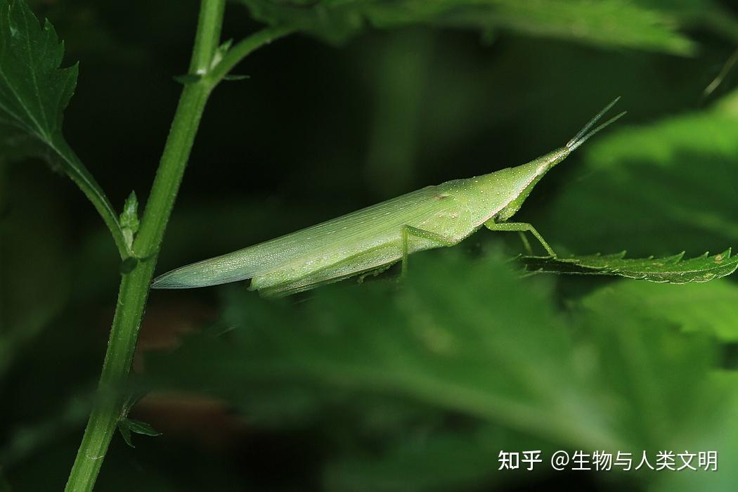 【动物界全系列】剑角蝗科—槌角蝗亚科（上）：雏蝗 - 知乎