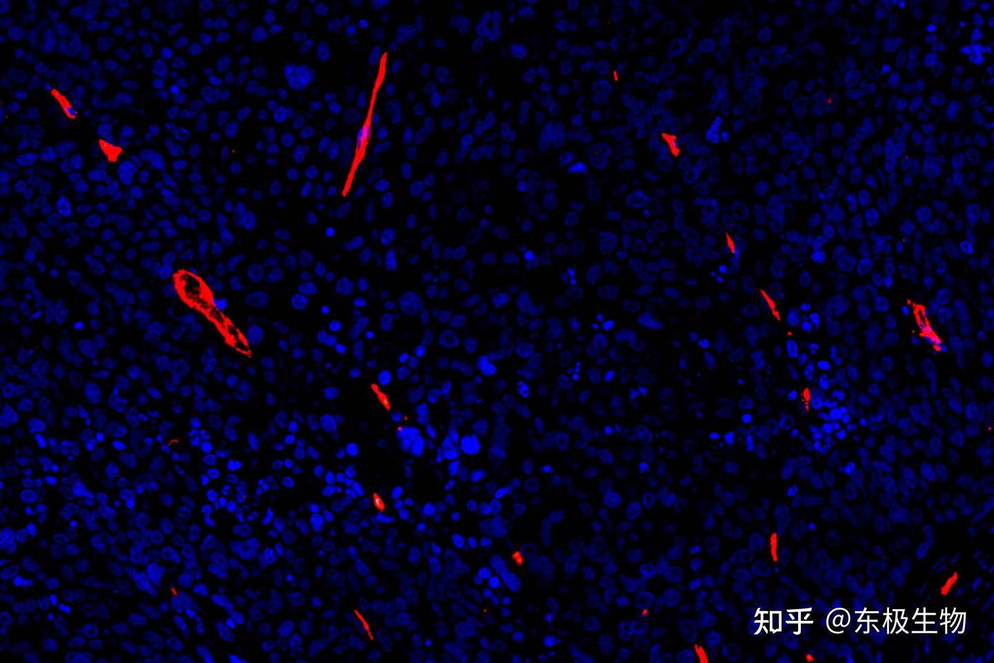 DAPI染色的原理及步骤方法 - 知乎