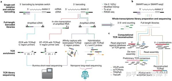 深度解读高通量bulk-cells 和single cell TCR受体测序技术研究进展 - 知乎