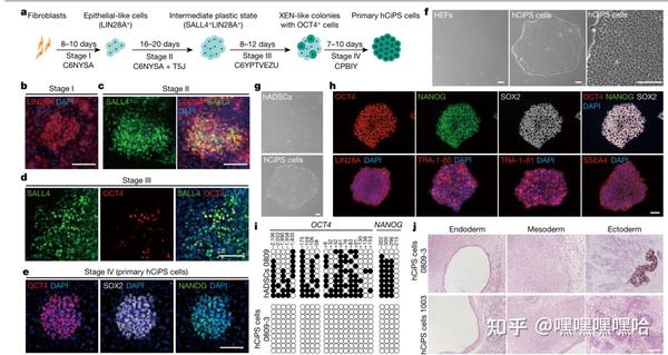 hCiPSC 化学诱导重编程人多能干细胞 | Chemical reprogramming of human somatic cells to ...