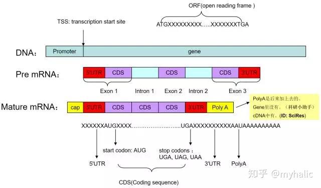 一文教会你查找基因的启动子、UTR、TSS等区域以及预测转录因子结合位点 - 知乎
