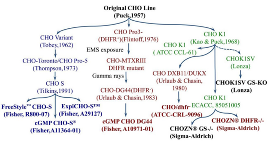CHO细胞篇 | CHO细胞系概述 - 知乎