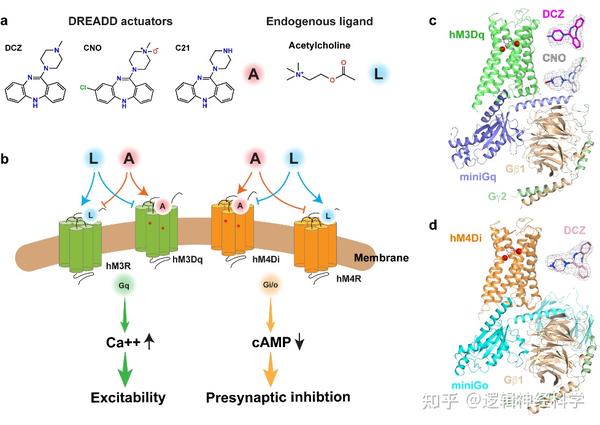 Nature︱张世成等解析基于蕈毒碱型乙酰胆碱受体的化学遗传工具DREADD的设计原理 - 知乎