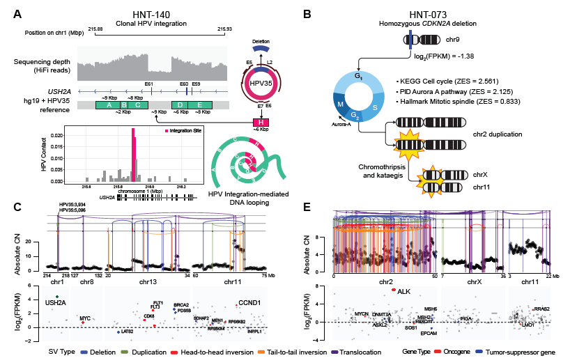 是“颠覆”还是“重生” ?｜长读长测序技术破译头颈癌患者复杂重排的进化史 - 知乎