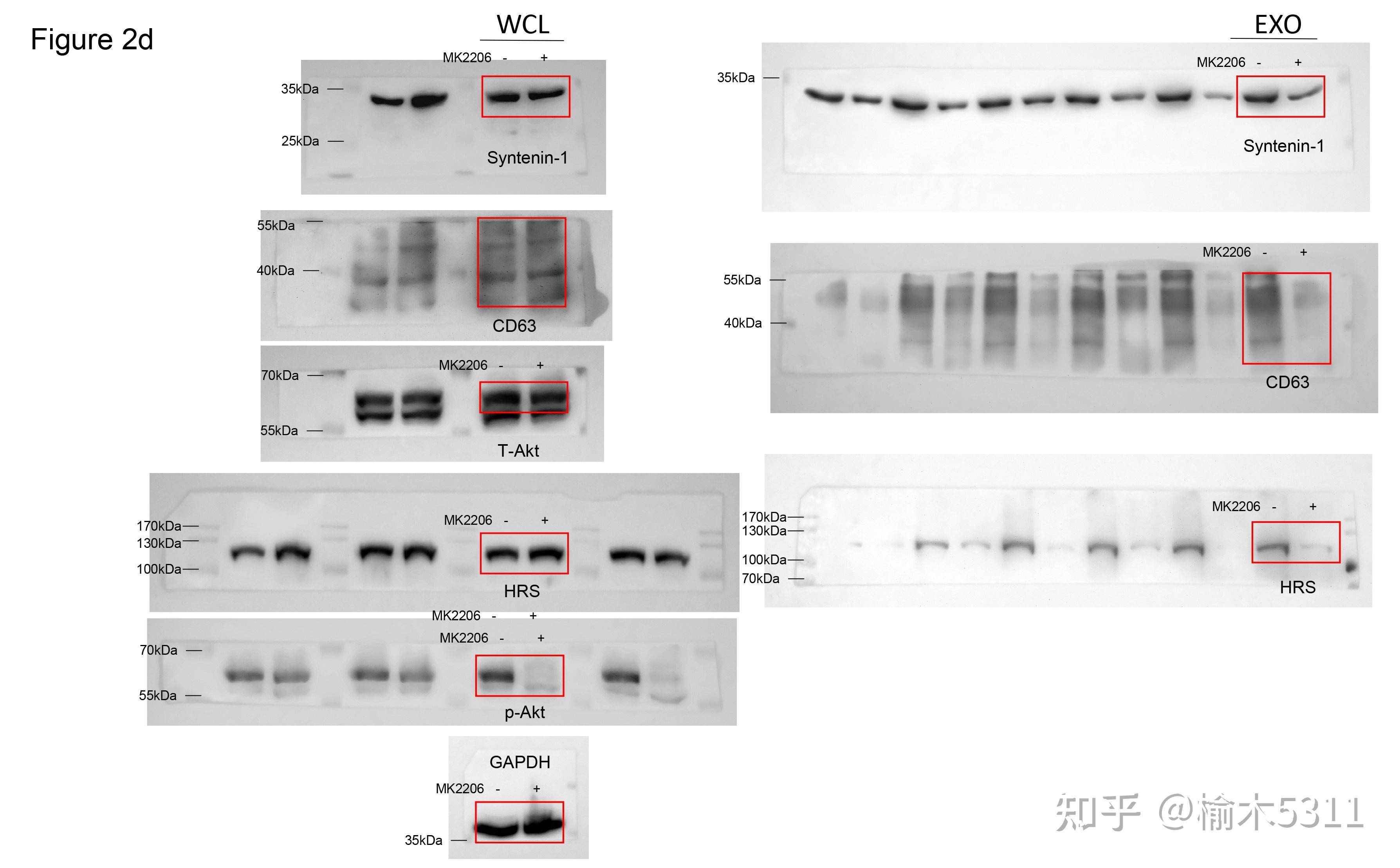 Western blot，真的要求整膜带marker吗？ - 知乎