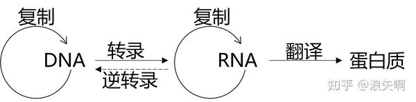 [文献精读]MACSE:考虑帧移和终止密码子的编码序列的多序列比对工具 - 知乎