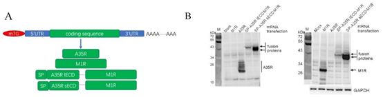 【耀文解读】mRNA篇|mRNA猴痘疫苗100%保护小鼠免受感染：中国生物最新研究 - 知乎
