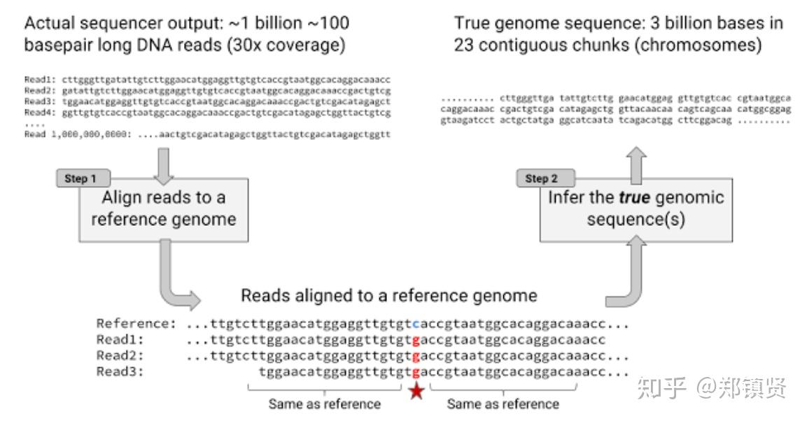 生物信息遇上Deep learning(1): DeepVariant-谷歌图像编码做DNA异常检测 - 知乎