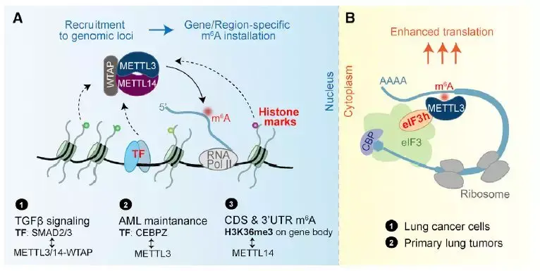 『珍藏版』Mol Cell综述 | m6A背景依赖性功能的实现 - 知乎
