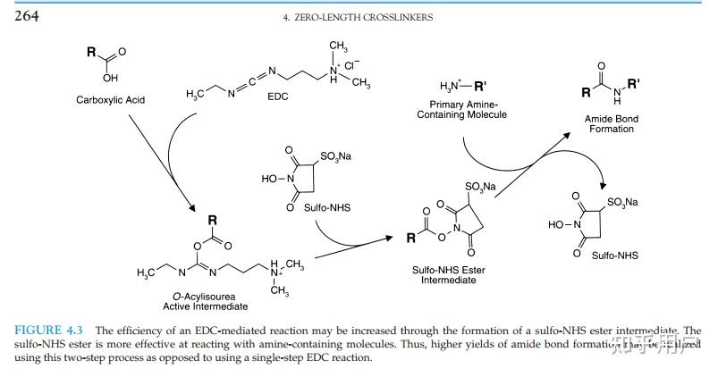 求教各位老师EDC/NHS反应的原理和详细步骤? - 知乎