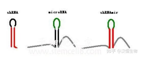 实现组织特异性干扰的工具——miR30结构 - 知乎