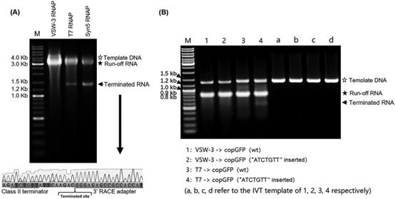 【耀文解读】mRNA IVT篇-VSW-3 RNA聚合酶在IVT中减少dsRNA副产物 - 知乎