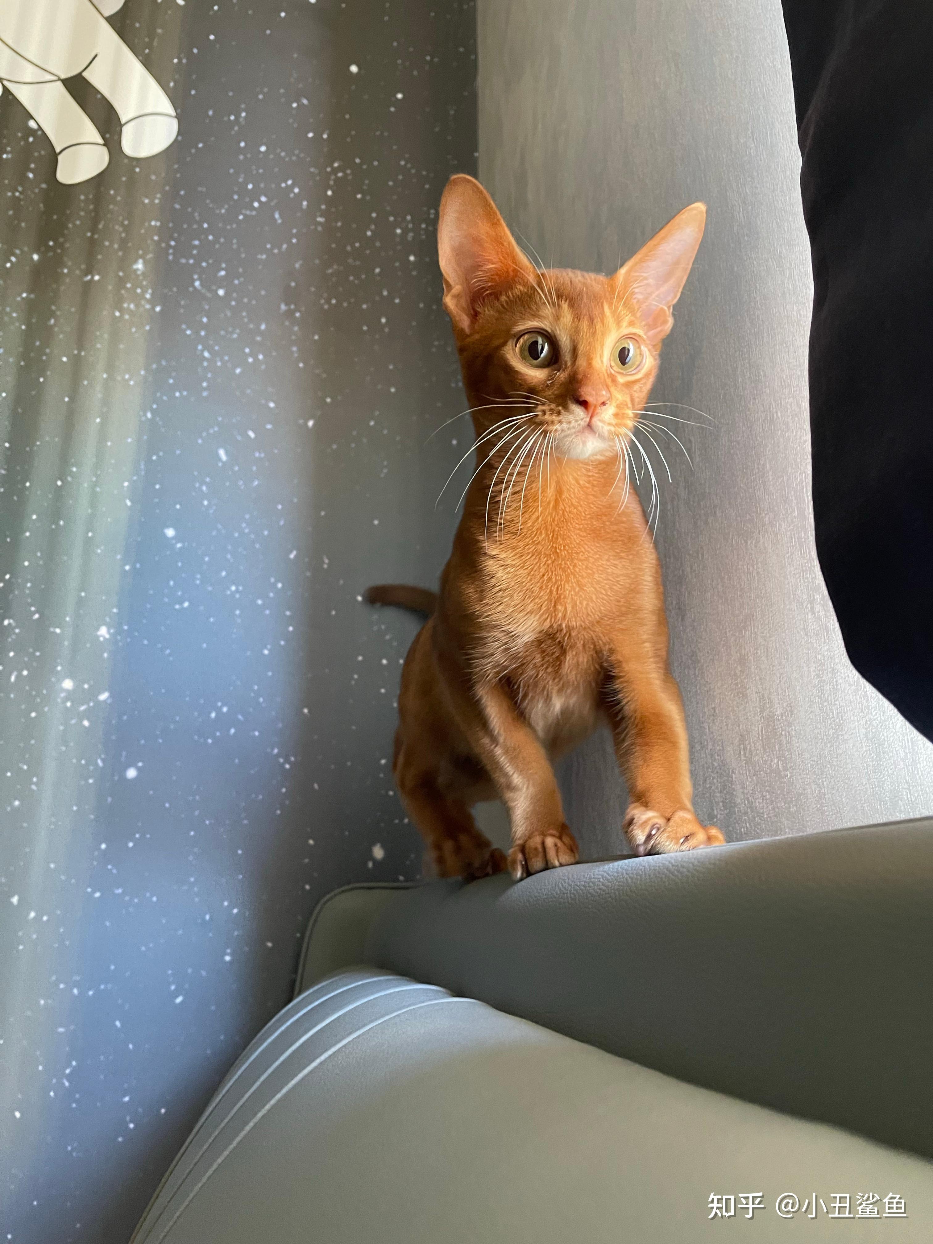 养阿比西尼亚猫（abyssinian）是种什么样的体验？这个品种有什么特点？ - 知乎