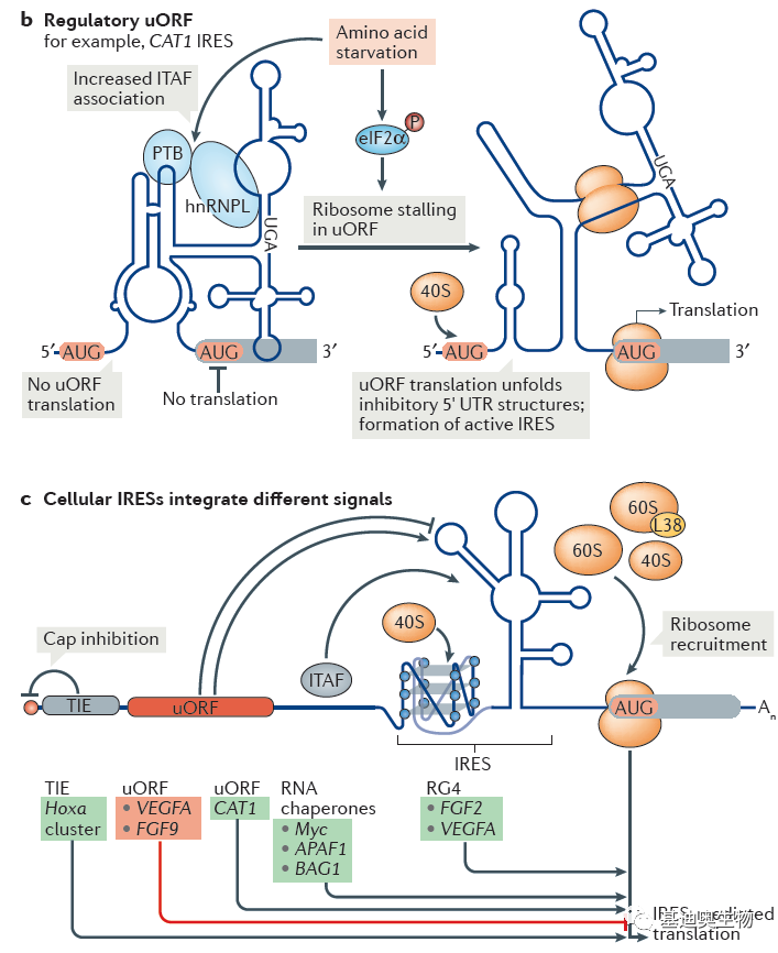 m6A的翻译调控机制小结 - 知乎