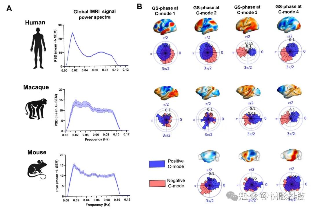 Nature Communications：小鼠、猕猴和人类大脑进化过程中的fMRI网络动力学 - 知乎