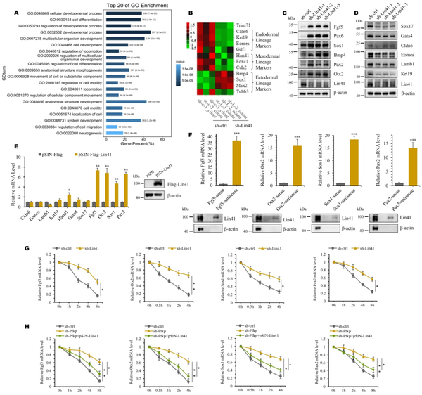 EMBO Reports︱郑州大学吴缅/邵凤民/安徽医科大学吴缅团队发现血小板型磷酸果糖激酶PFKP作为蛋白激酶调控mESC胚系分化 - 知乎
